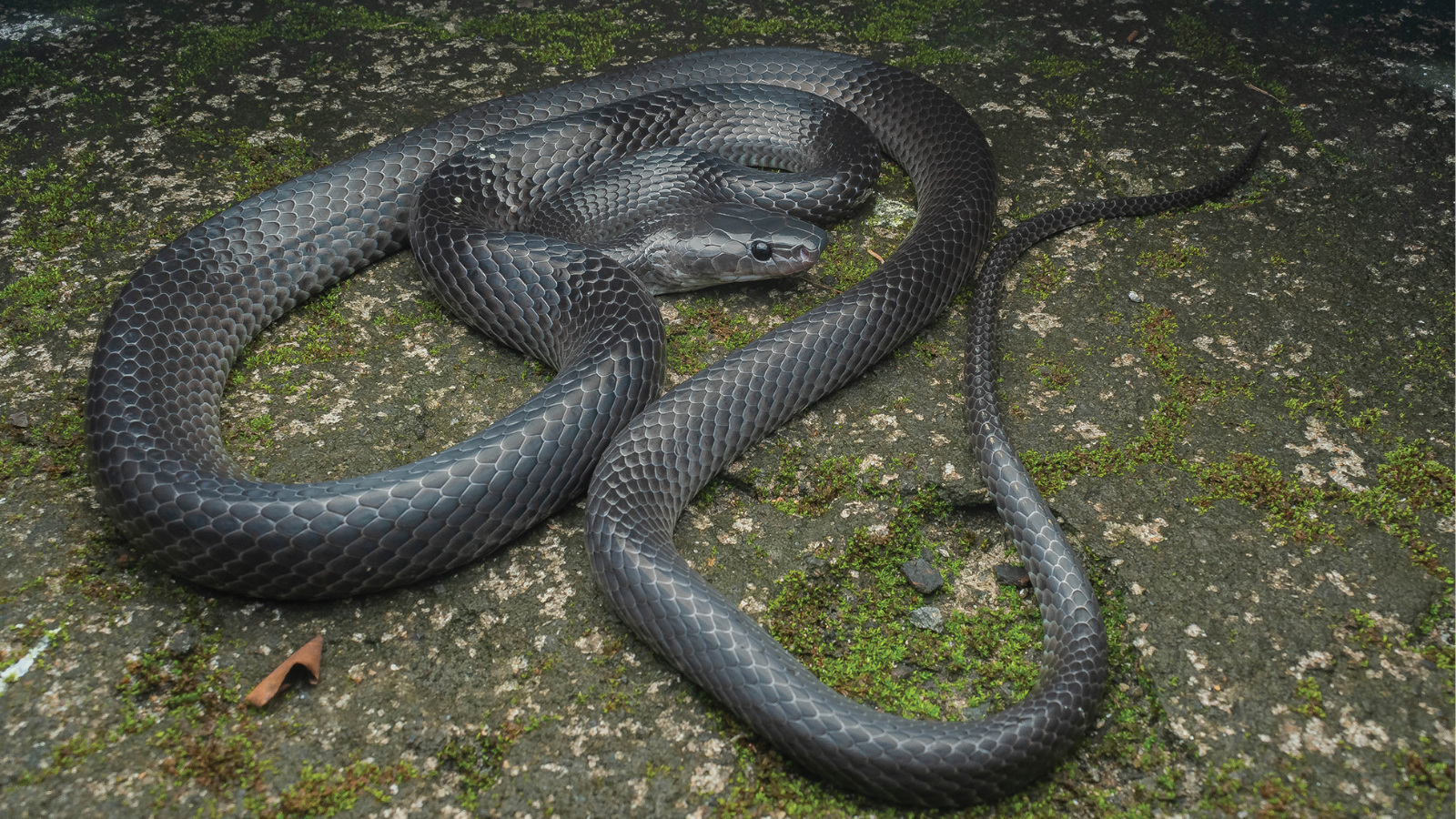 Newly Discovered Snake Named In Honor Of Steve Irwin