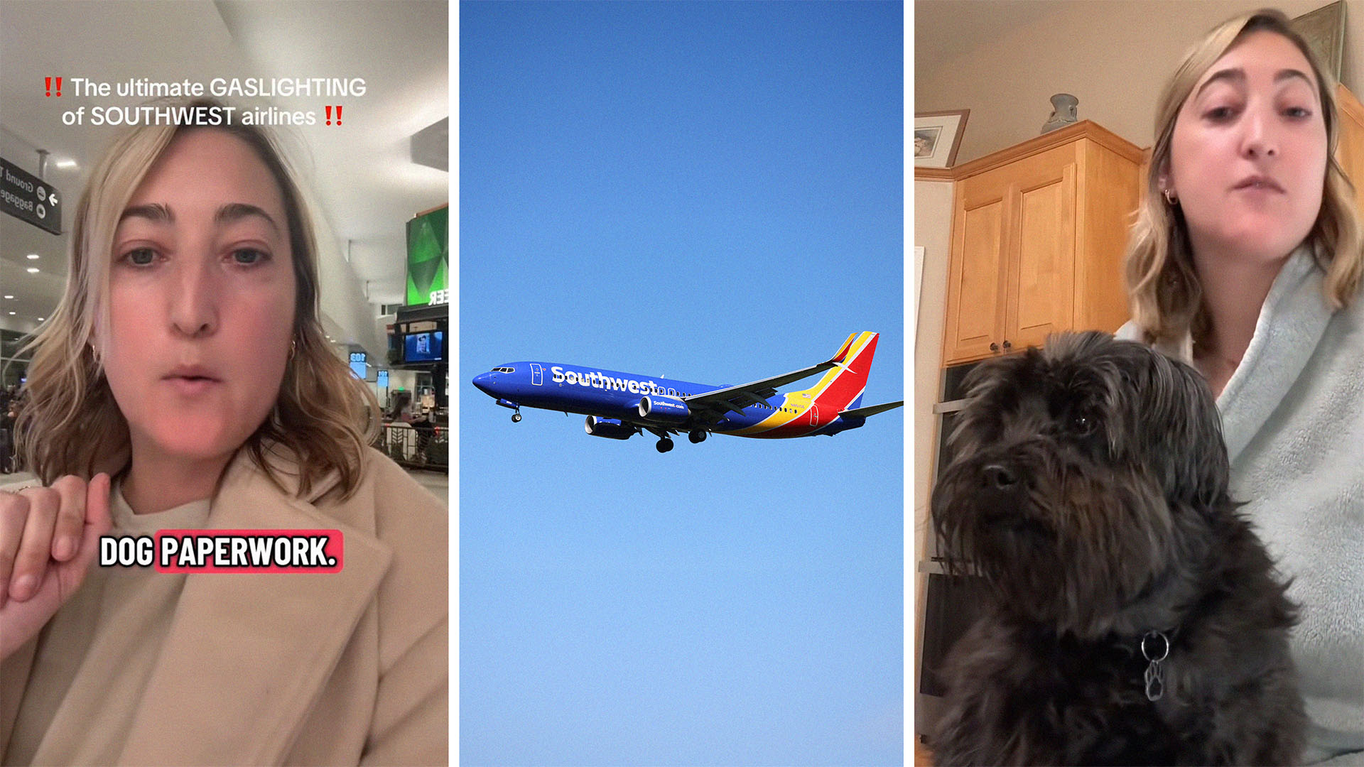 Can Airlines Deny Service Dogs, Other Animals?