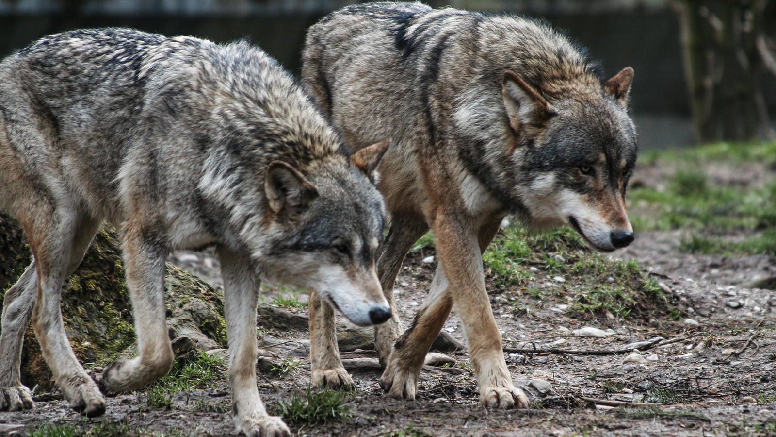 Idiot Filmed Approaching Pack Of Wolves At Yellowstone