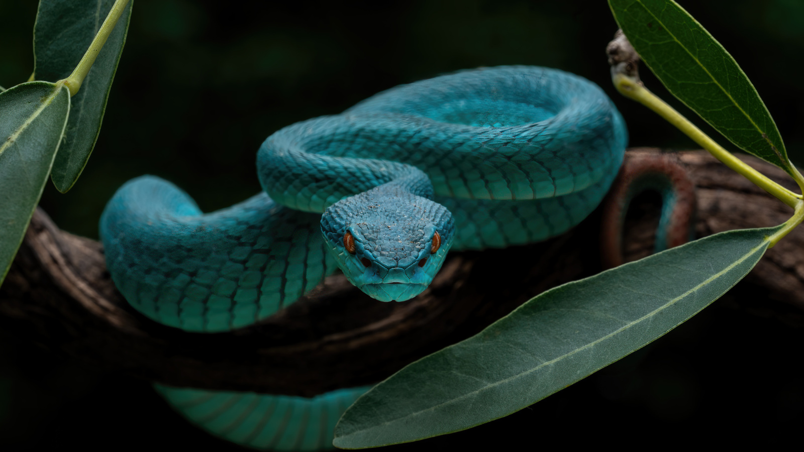 People Are Buying Rare Pit Viper Snakes After Seeing 'Zootopia 2'