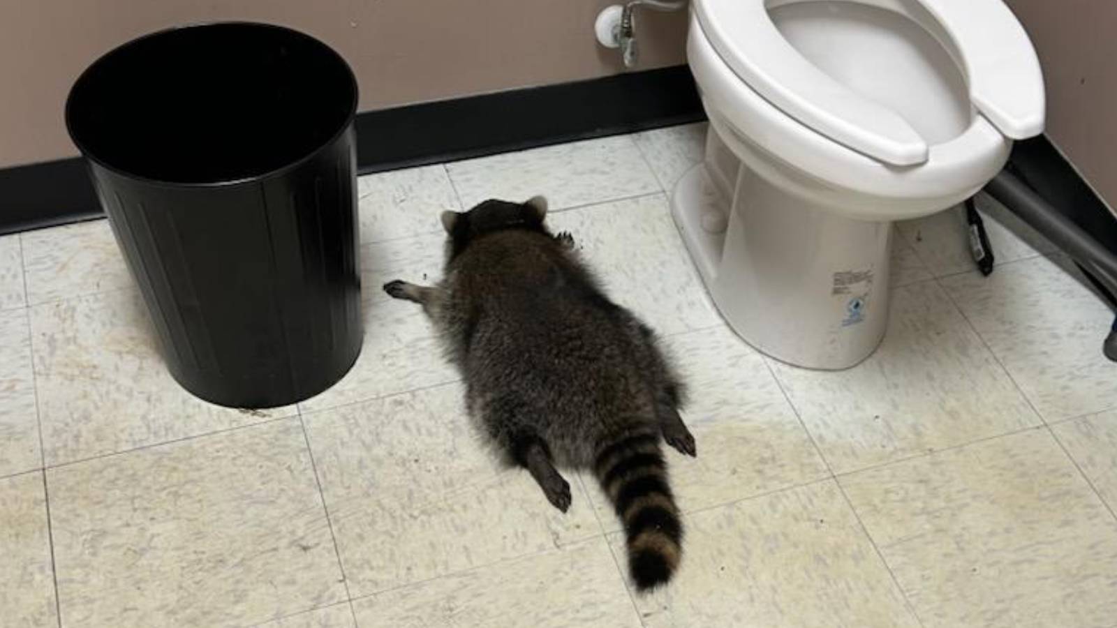 Drunk Raccoon Helps Raise $100K For Virginia Animal Shelter
