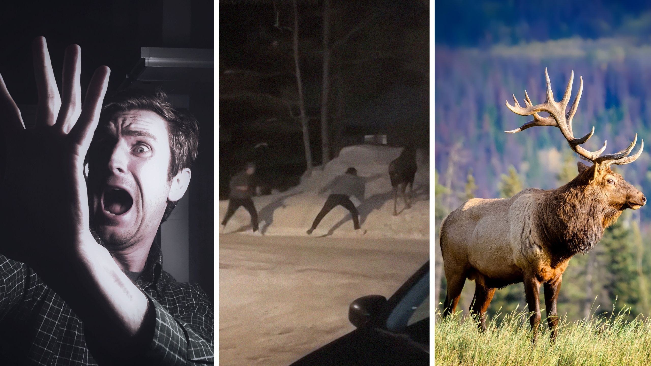 What Happens If You Touch A Moose?