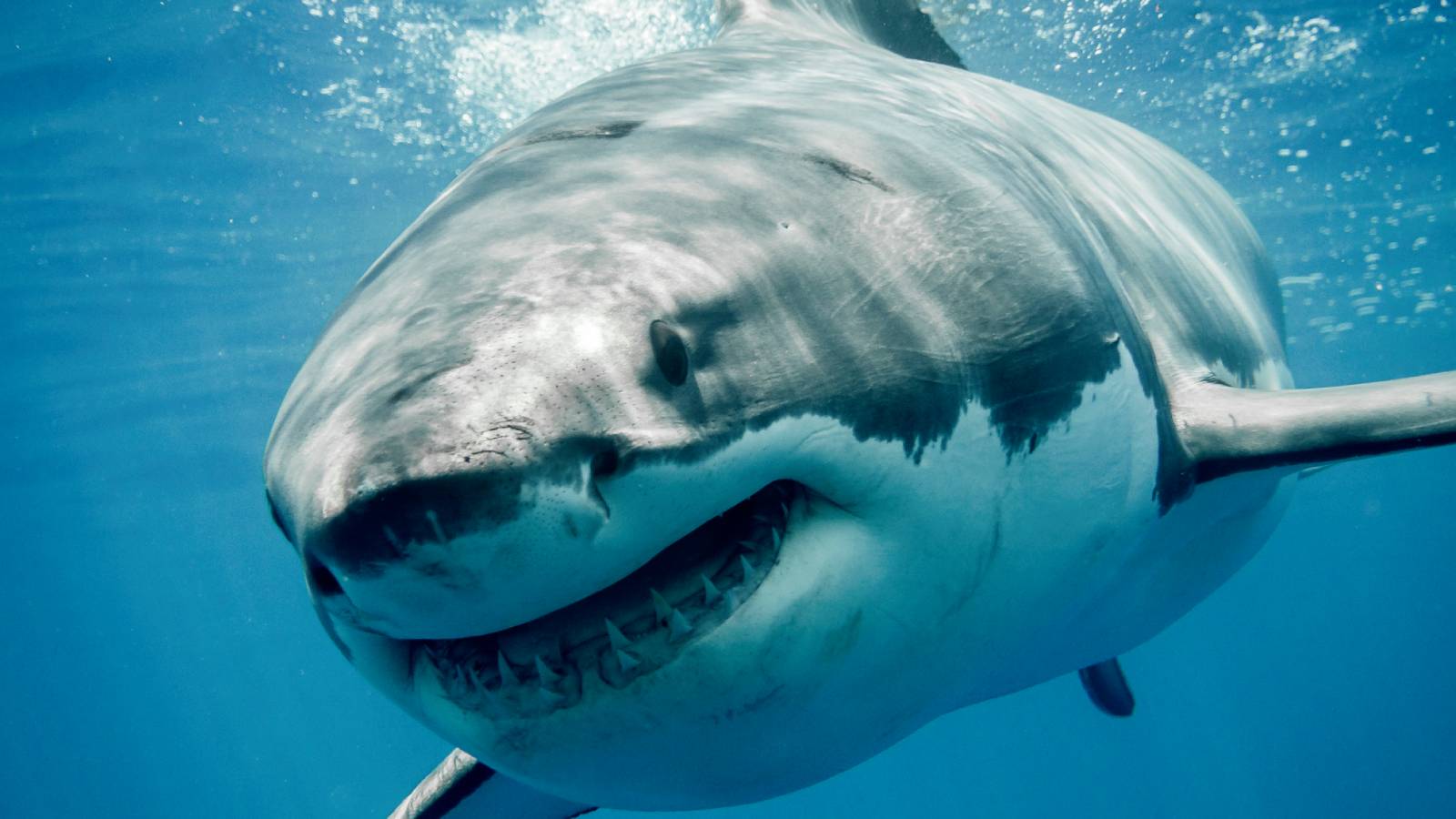 Australians Told To Swim In Pools After Wave Of Shark Attacks