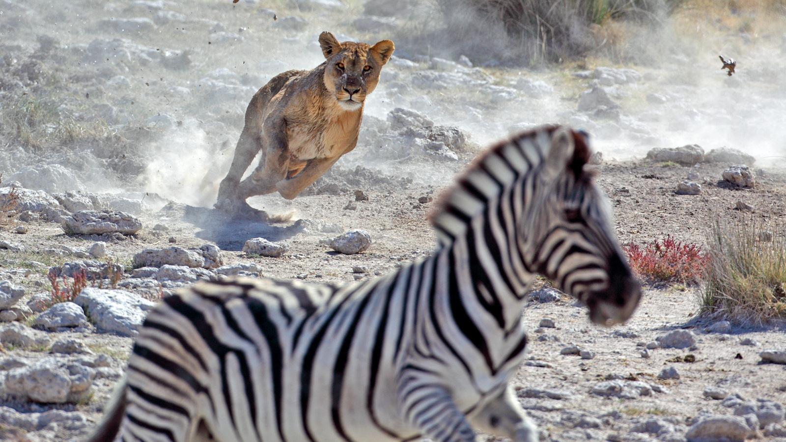 What Are The 13 Deadliest Animals On Earth?