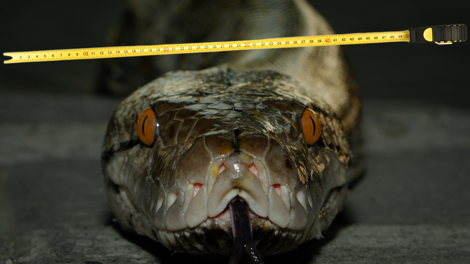 What Is The Longest Snake In The World? This 23'8" Specimen