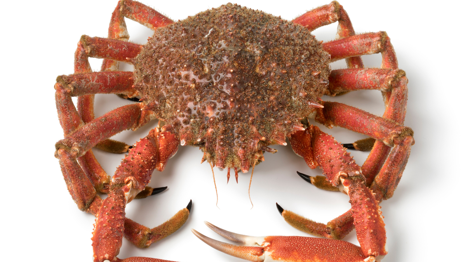 The 9 Best Tasting Crabs On Earth, A Very Unscientific Ranking