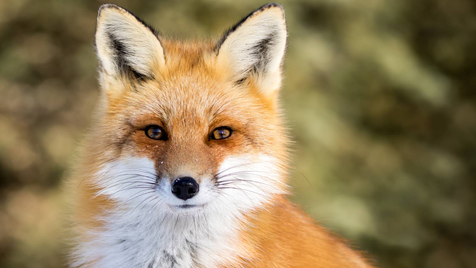 Bronx Zoo Takes In That Fox Rode Ship From England To NYC