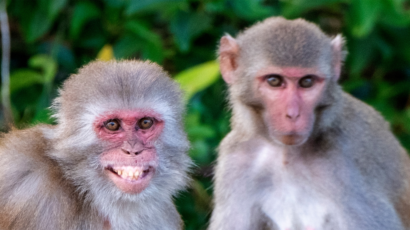 Farmers Resort To Dressing Up Like Bears To Ward Off Monkeys