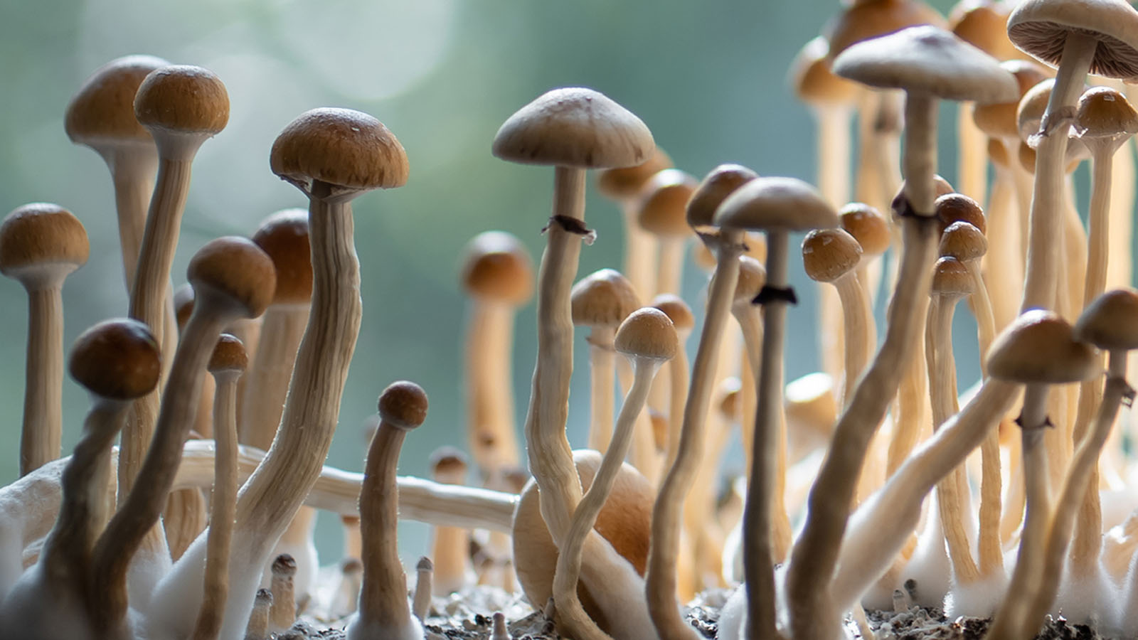 Single Dose Of Psilocybin Provides Months-Long Relief From OCD