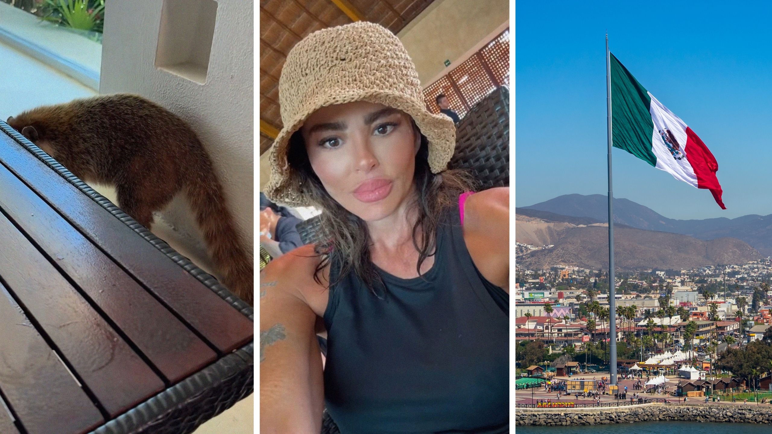 Woman Finds Strange Creature in Mexico. What Is A Coati?