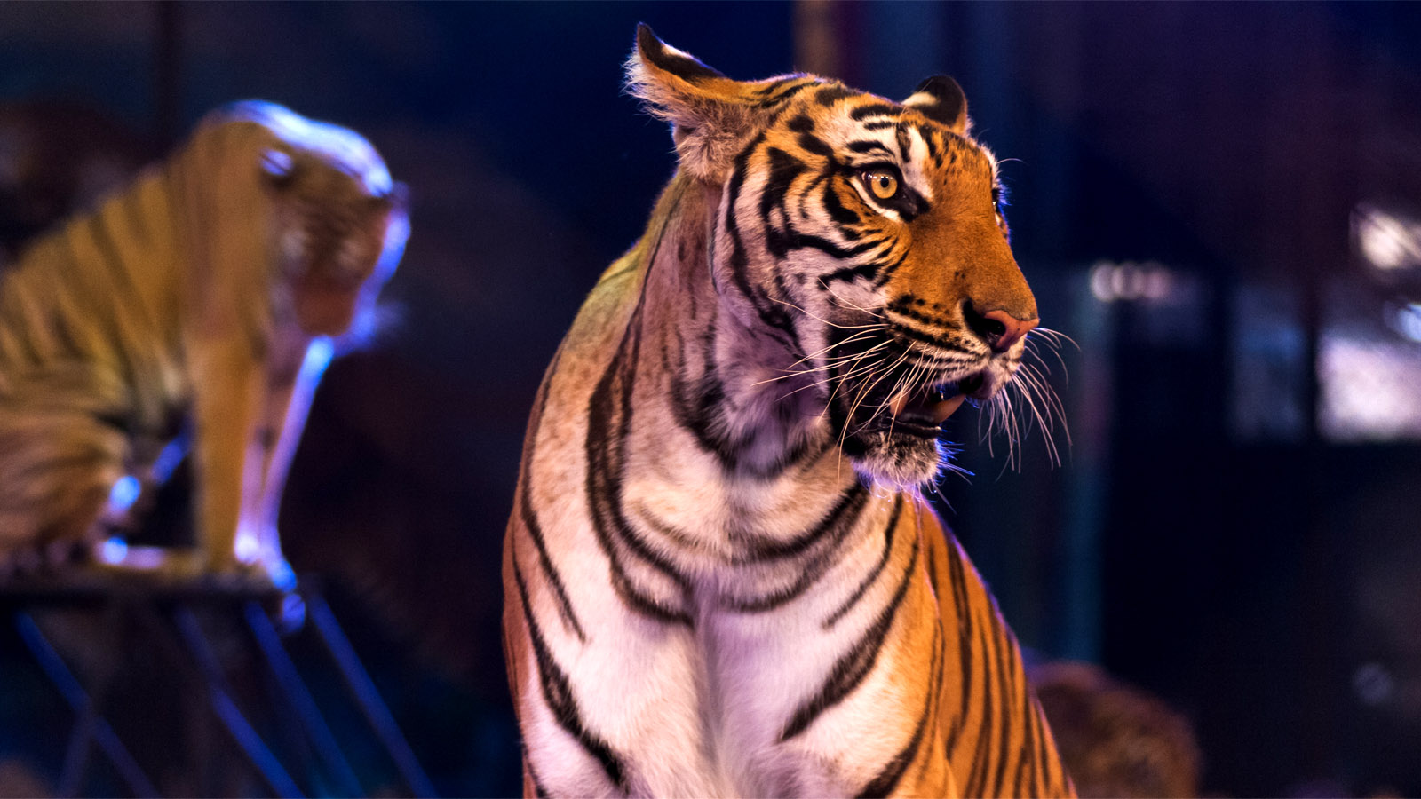 Was Anyone Injured When A Tiger Leapt Into A Circus Crowd?