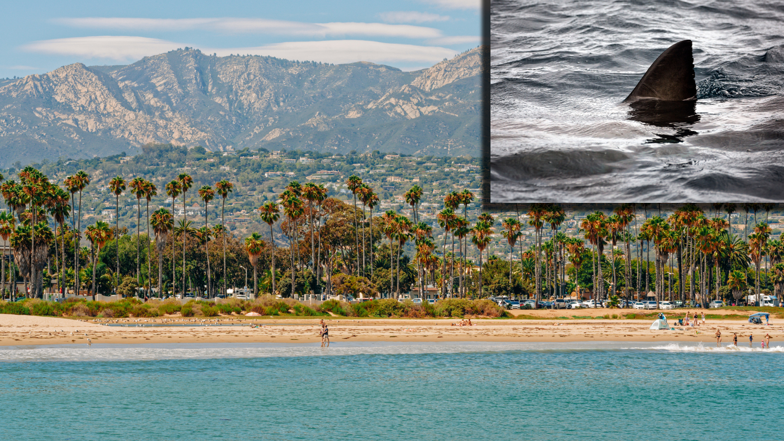 Huge Shark Chases Foil Surfer Off In Santa Barbara, California