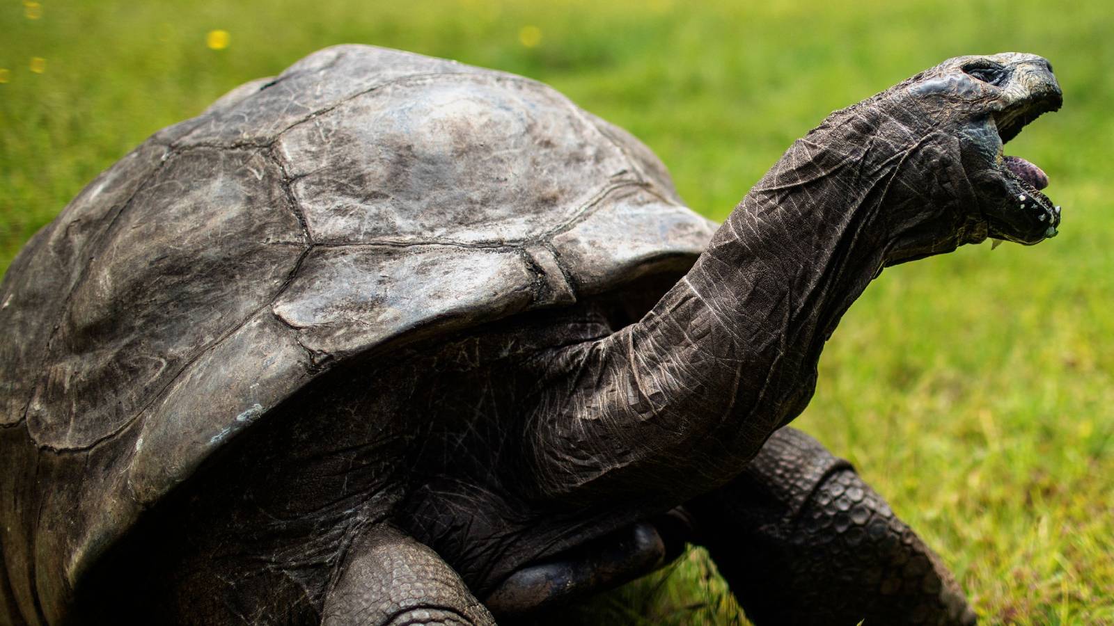 How Did World's Oldest Tortoise End Up Linked To A Crypto Scam?
