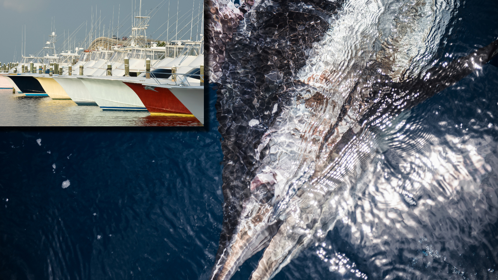 Big Rock Fishing Tournament History: 919lb Blue Marlin, $6.2M