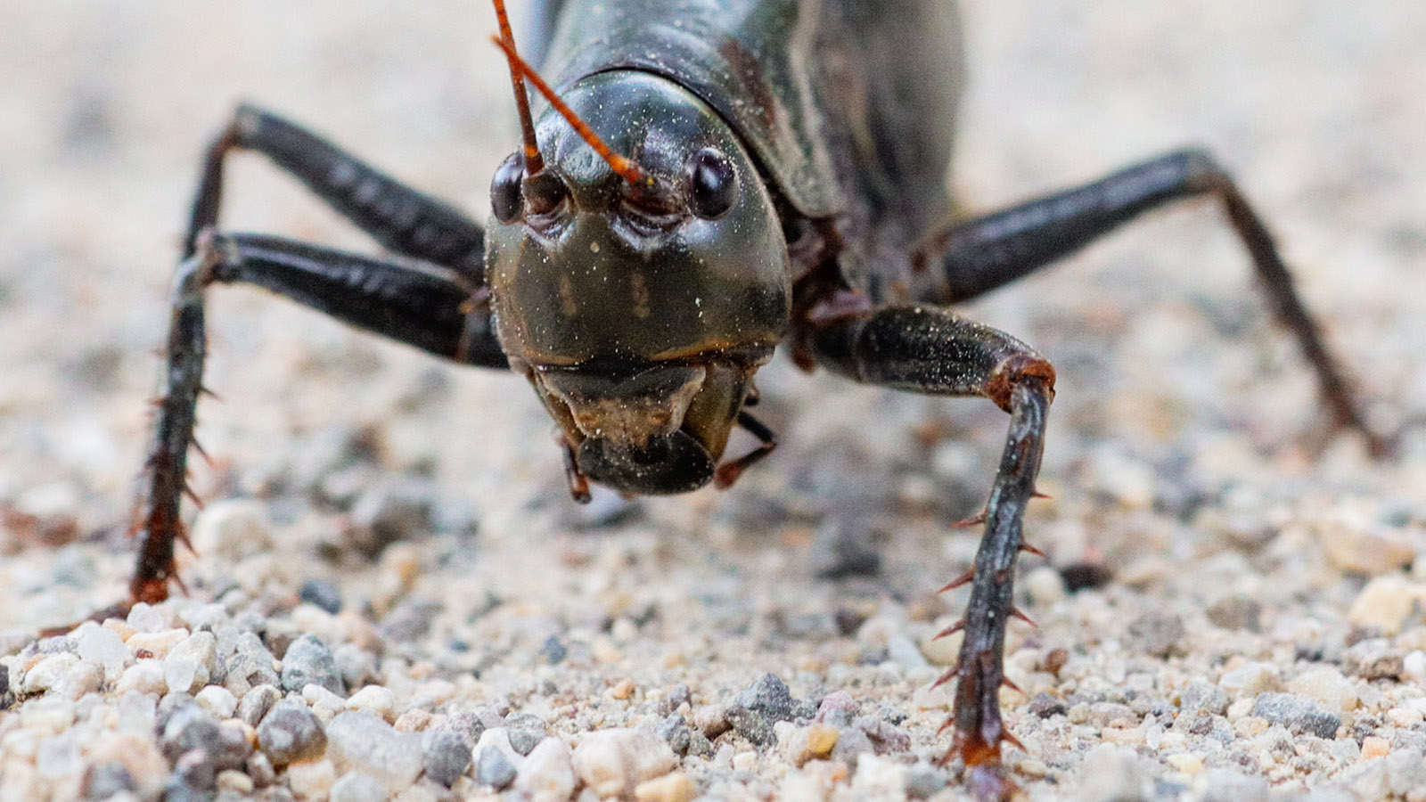 Why Are Millions Of Crickets Swarming Oregon, Nevada & Idaho?